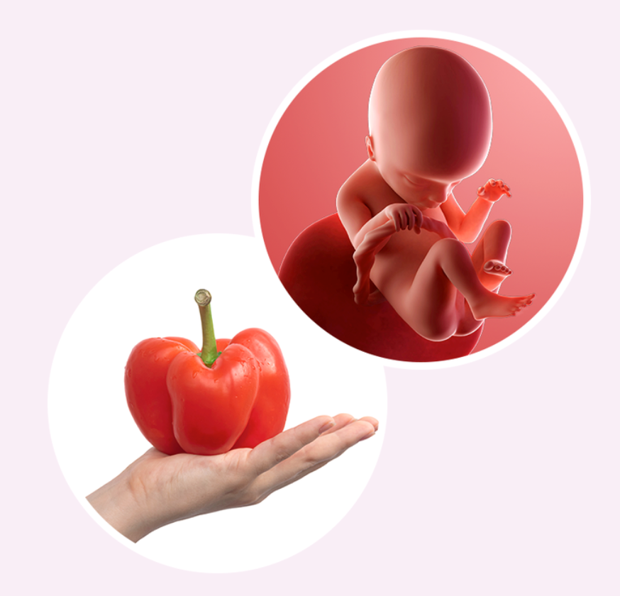 Dr. Ana-Maria Niculescu Frauenärztin